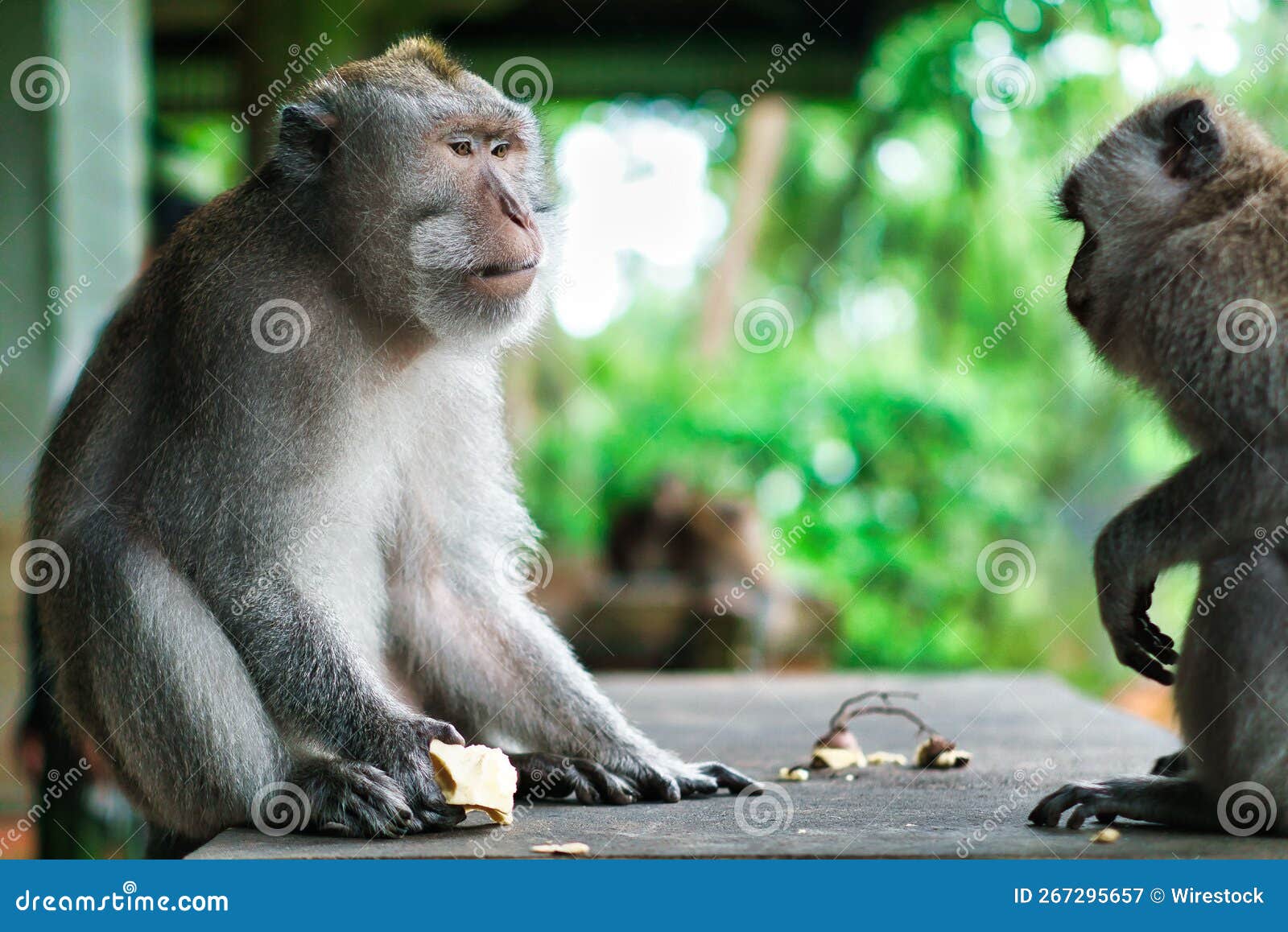 Monkeys Sitting Facing Each Other Stock Image - Image of animal, primate: 267295657