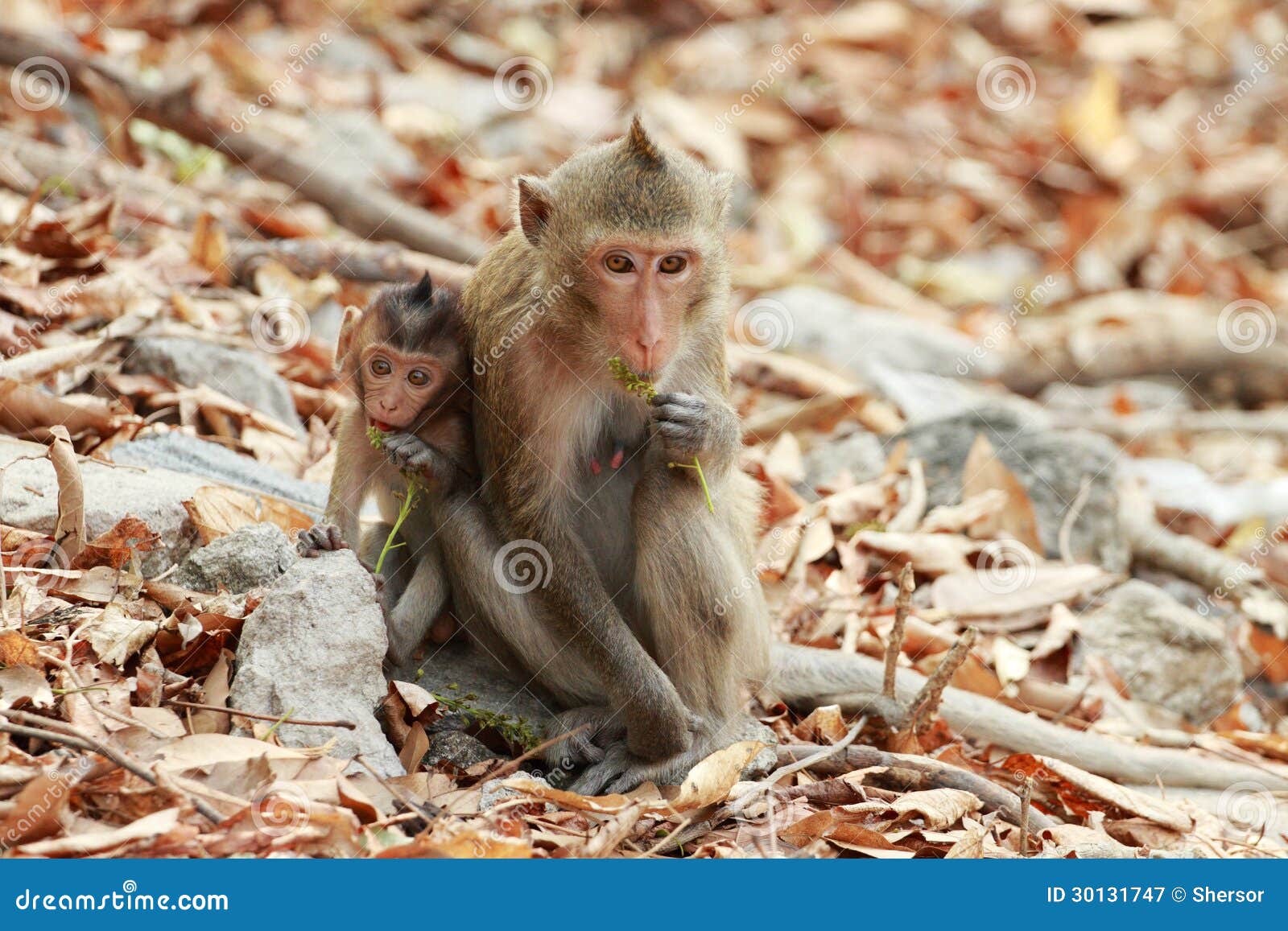 Two monkeys sitting stock image. Image of jungle, mammal - 30131747