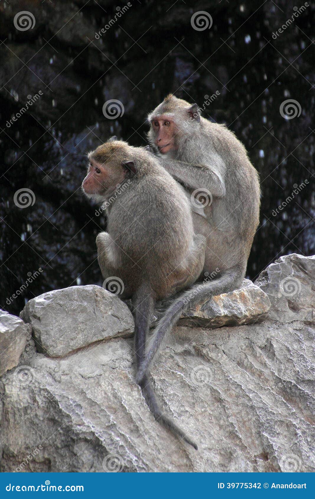 Two Monkeys stock photo. Image of asia, wildlife, rock - 39775342