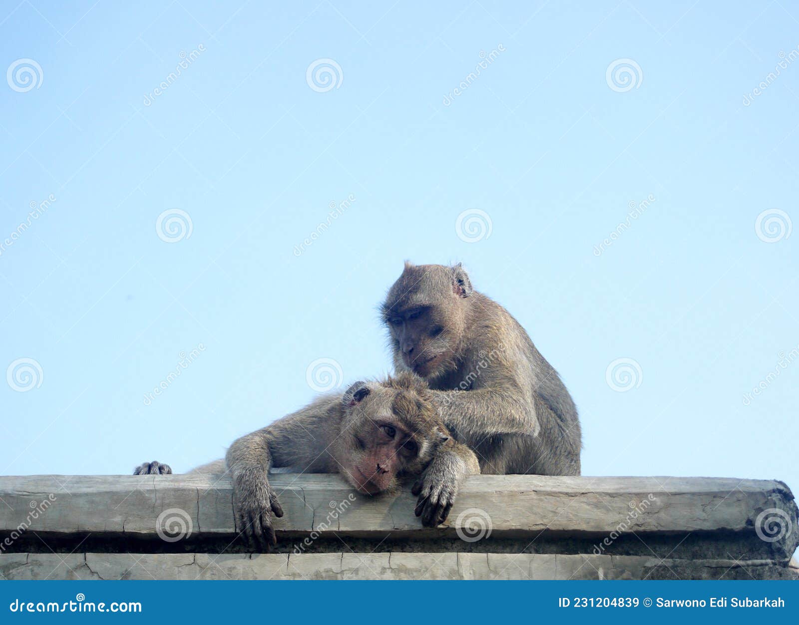 Two Monkeys Sitting and Playing Together. Stock Image - Image of ...
