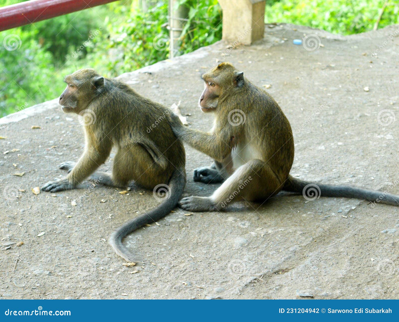 Two Monkeys Sitting and Playing Together. Stock Photo - Image of monkey ...