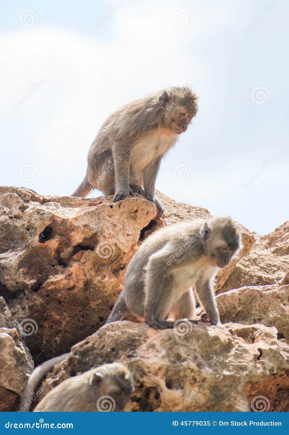 Two monkeys. stock image. Image of animal, safari, family - 45779035