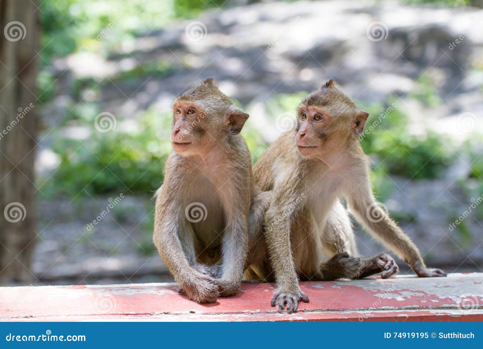 The two monkeys stock image. Image of monkey, cute, color - 74919195