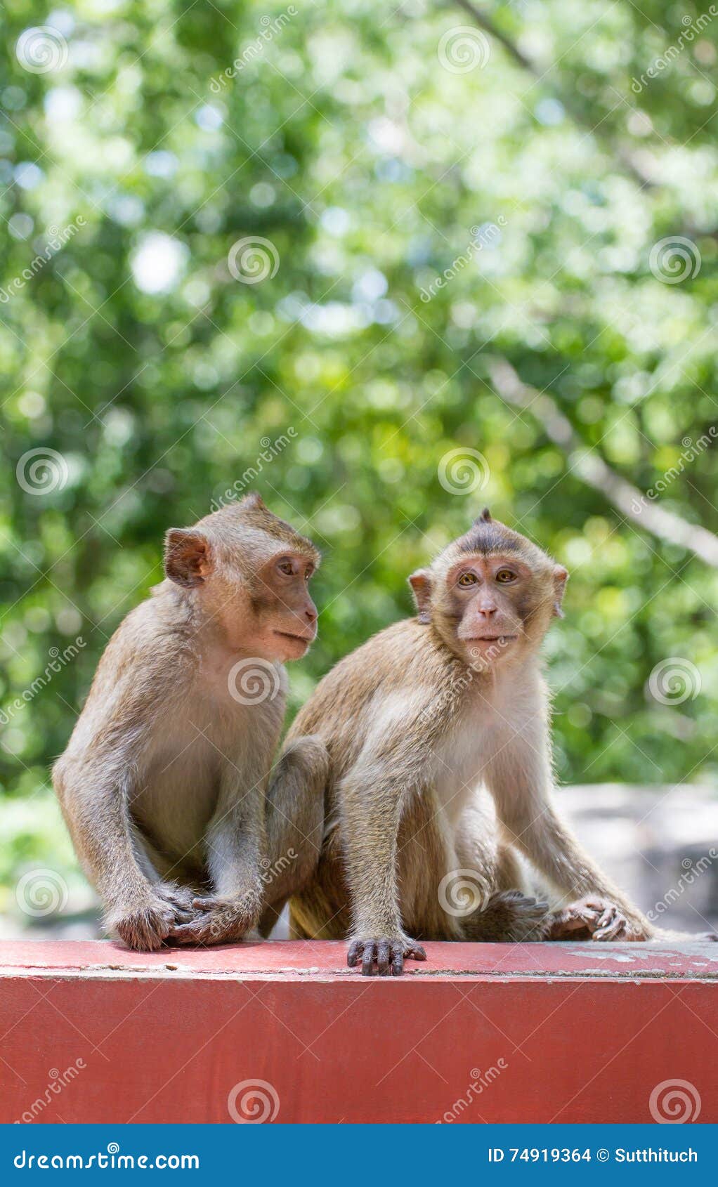 The two monkeys stock photo. Image of life, monkeys, thailand - 74919364