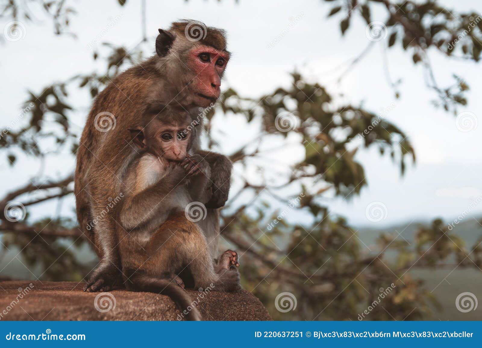 Two Monkeys Sitting Together on a Wall Stock Image - Image of falling ...