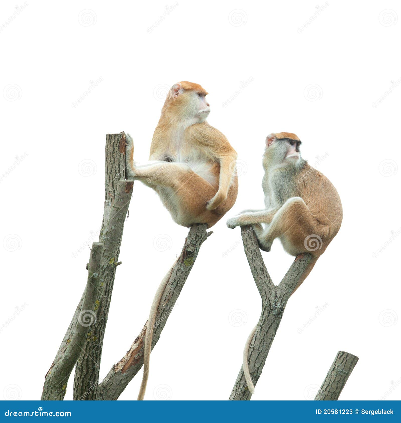 Two Monkeys Sitting on Tree Stock Image - Image of horizontal, macaque ...