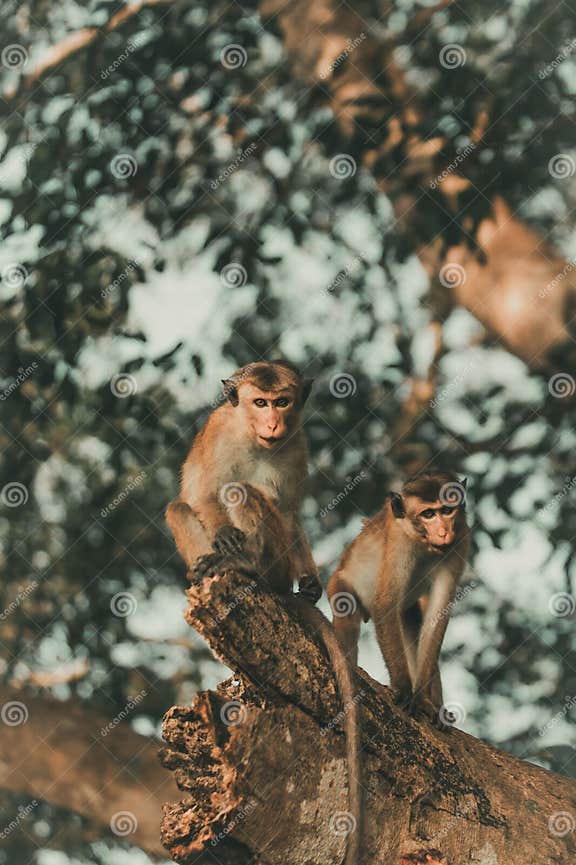 Two Monkeys Sitting on a Tree Branch Stock Photo - Image of natural ...