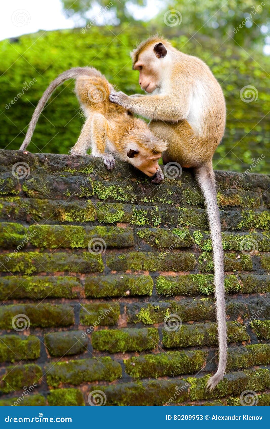 Two monkeys. stock image. Image of fence, monkeys, masonry - 80209953