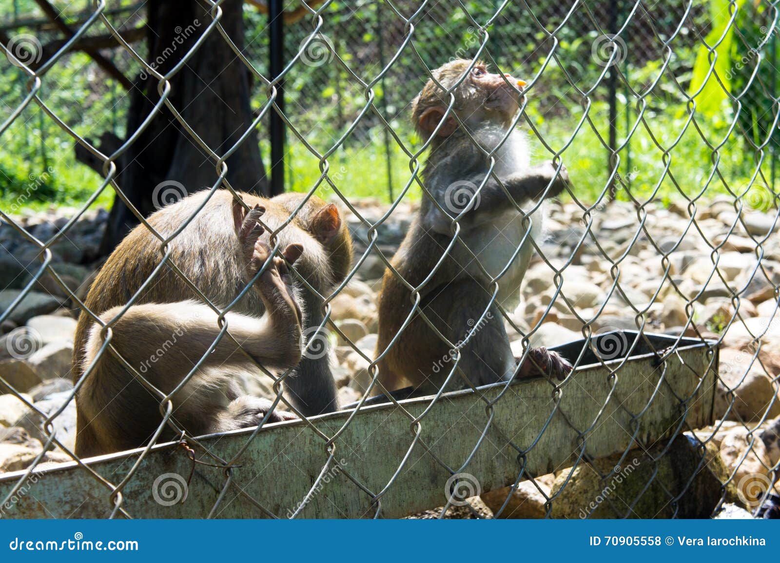 Two Monkeys Sitting in the Zoo Cage. they Drink the Water Stock Photo ...