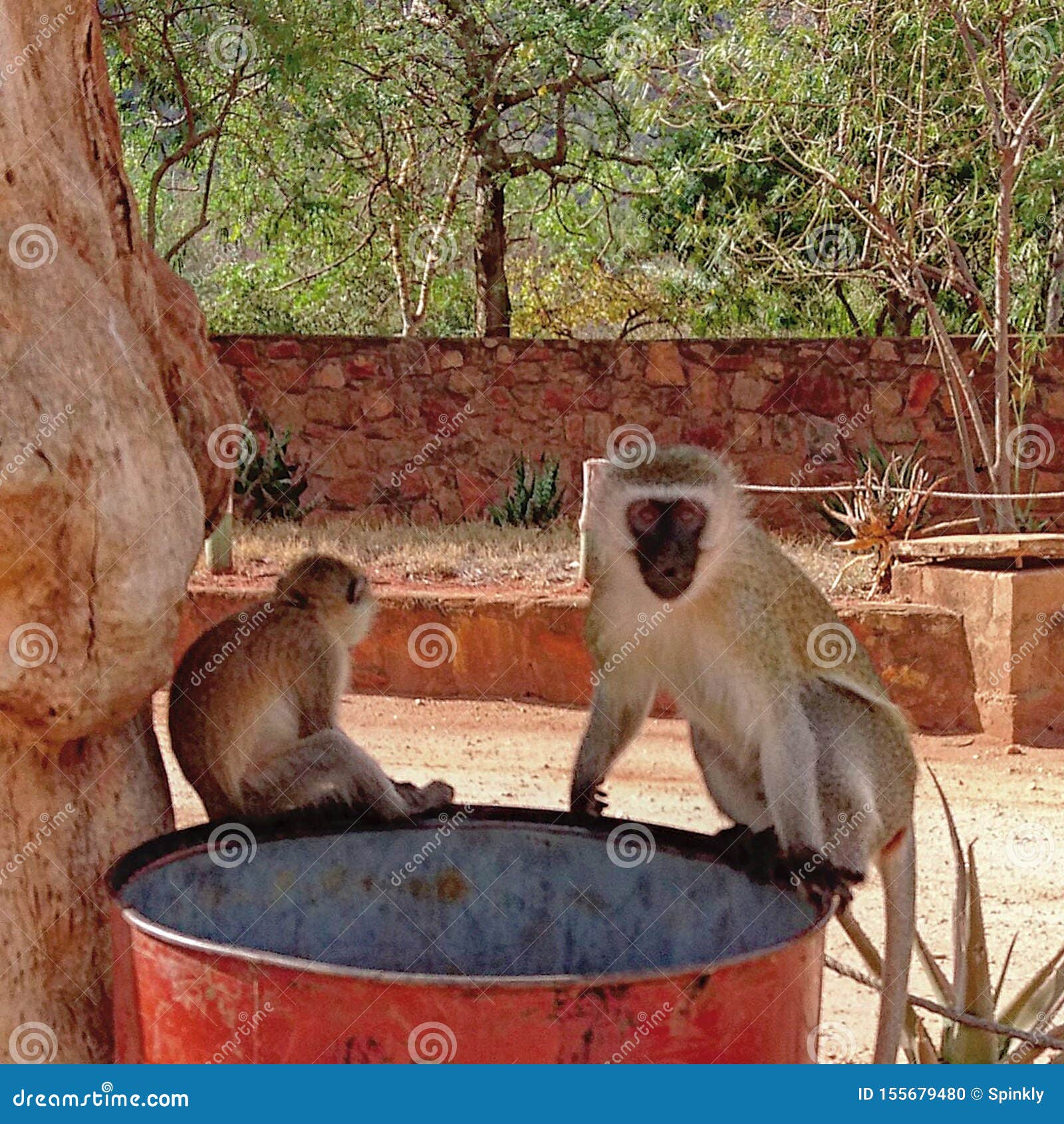 Monkeys Spotted in the Compound Stock Photo - Image of designs ...