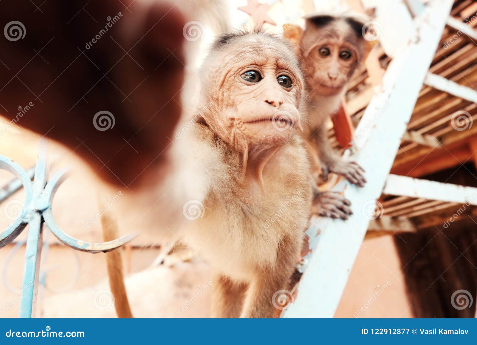 Two Monkeys on the Stairs Close - Up Stock Image - Image of angle, face ...