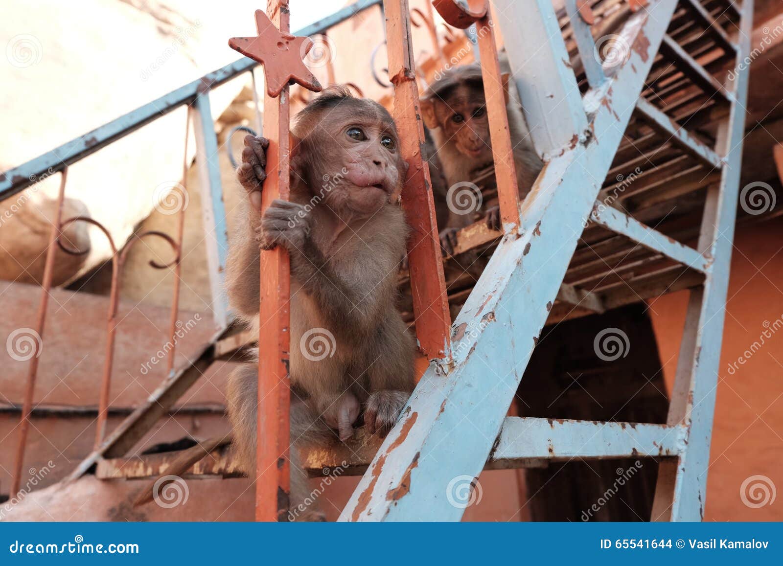 Two monkeys on stairs stock photo. Image of indian, building - 65541644