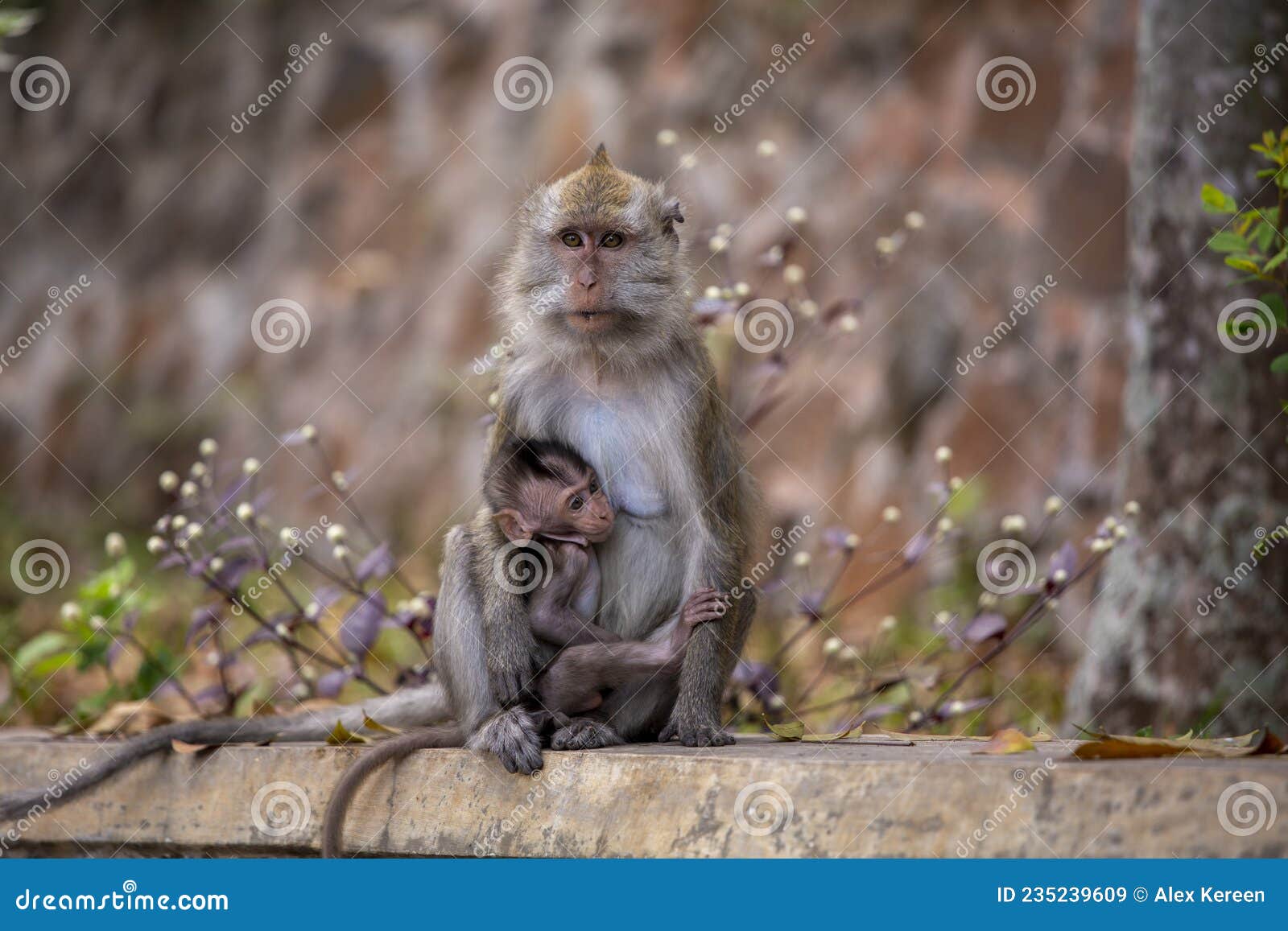 Two monkeys standing stock image. Image of branch, macaque - 235239609