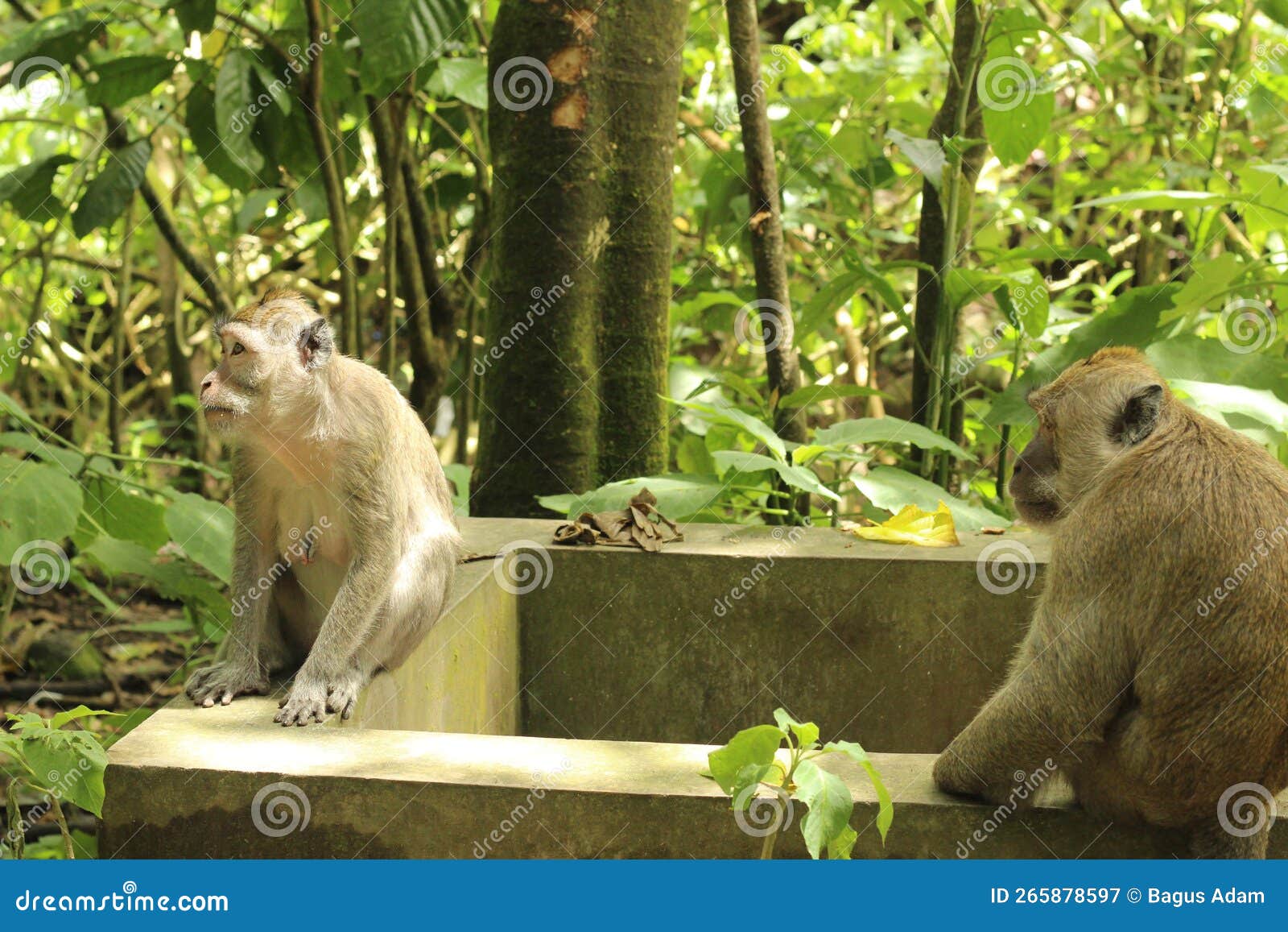 Two Monkeys are Sunbathing in the Morning Stock Image - Image of garden ...