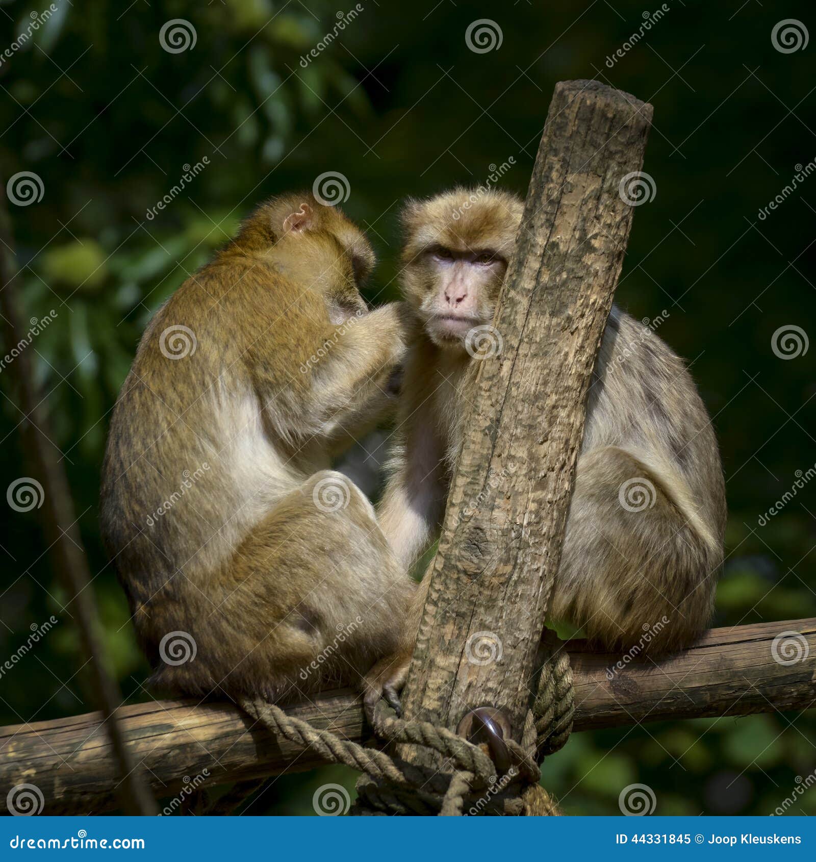 Two Monkeys Taking Care of Another Stock Image - Image of expression ...