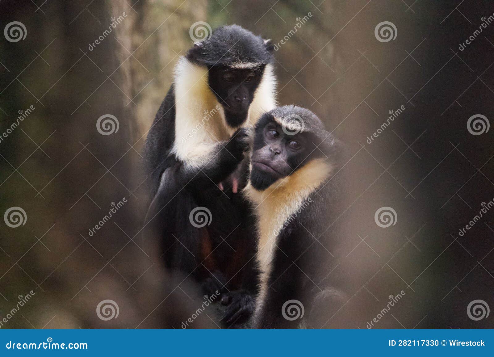 Two Monkeys on Their Backs Standing Close To Each Other in the Trees ...