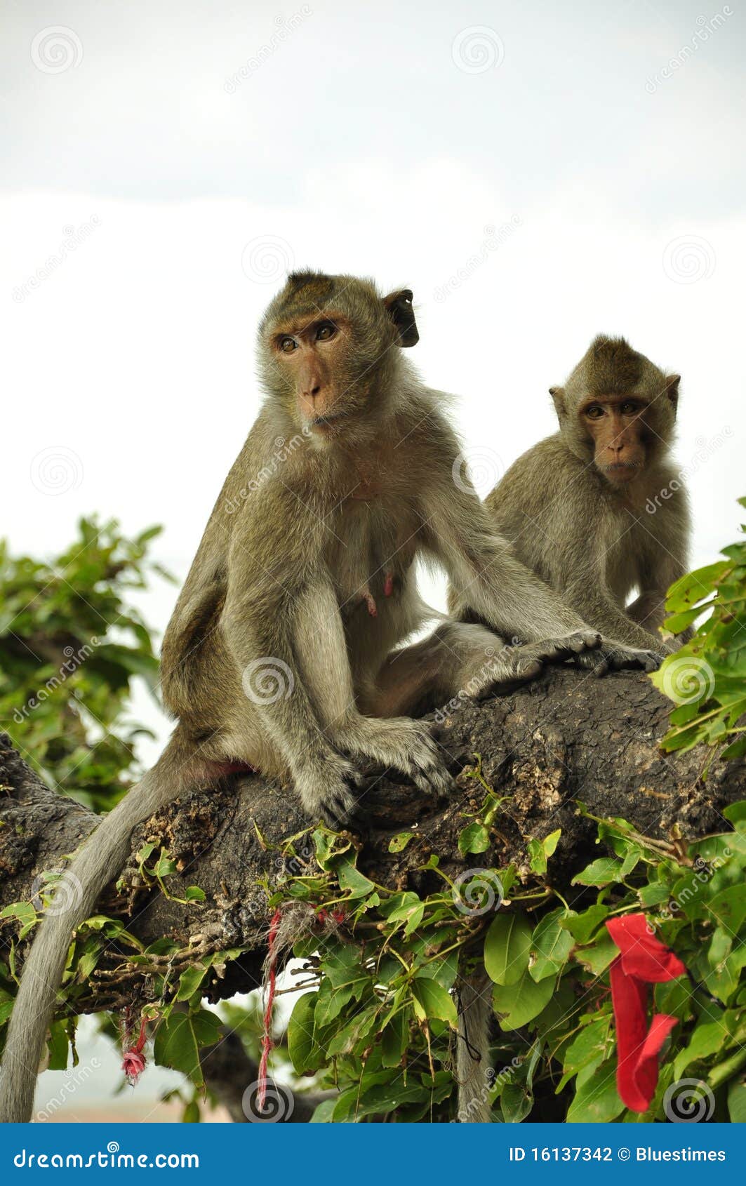 Two Monkeys on tree branch stock photo. Image of apes - 16137342