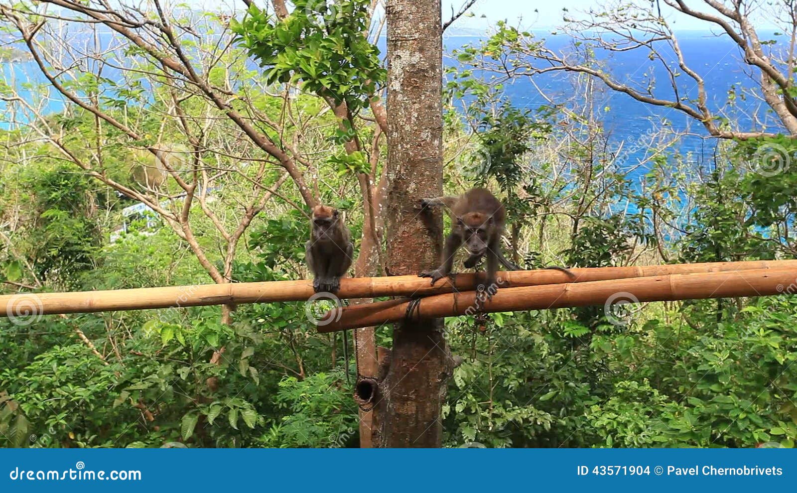 Two Monkeys on Tree in Forest Stock Footage - Video of forest, monkey ...