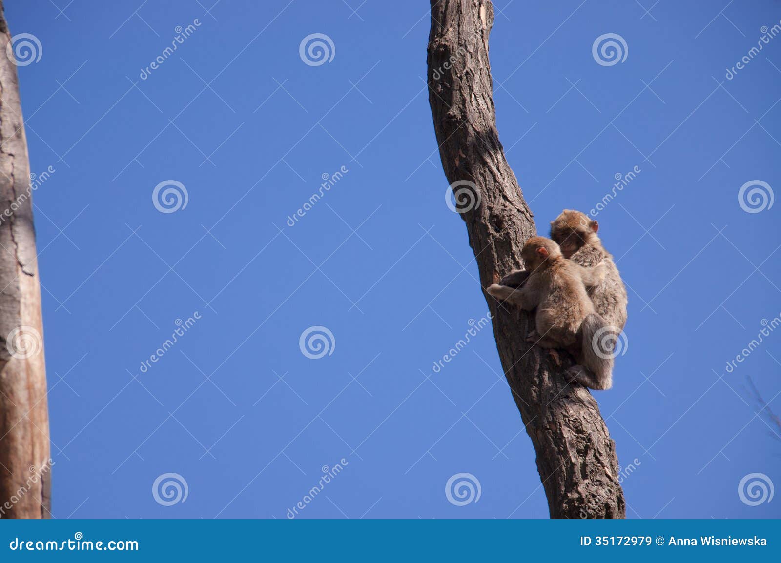 Two monkeys on a tree stock image. Image of wild, mouth - 35172979