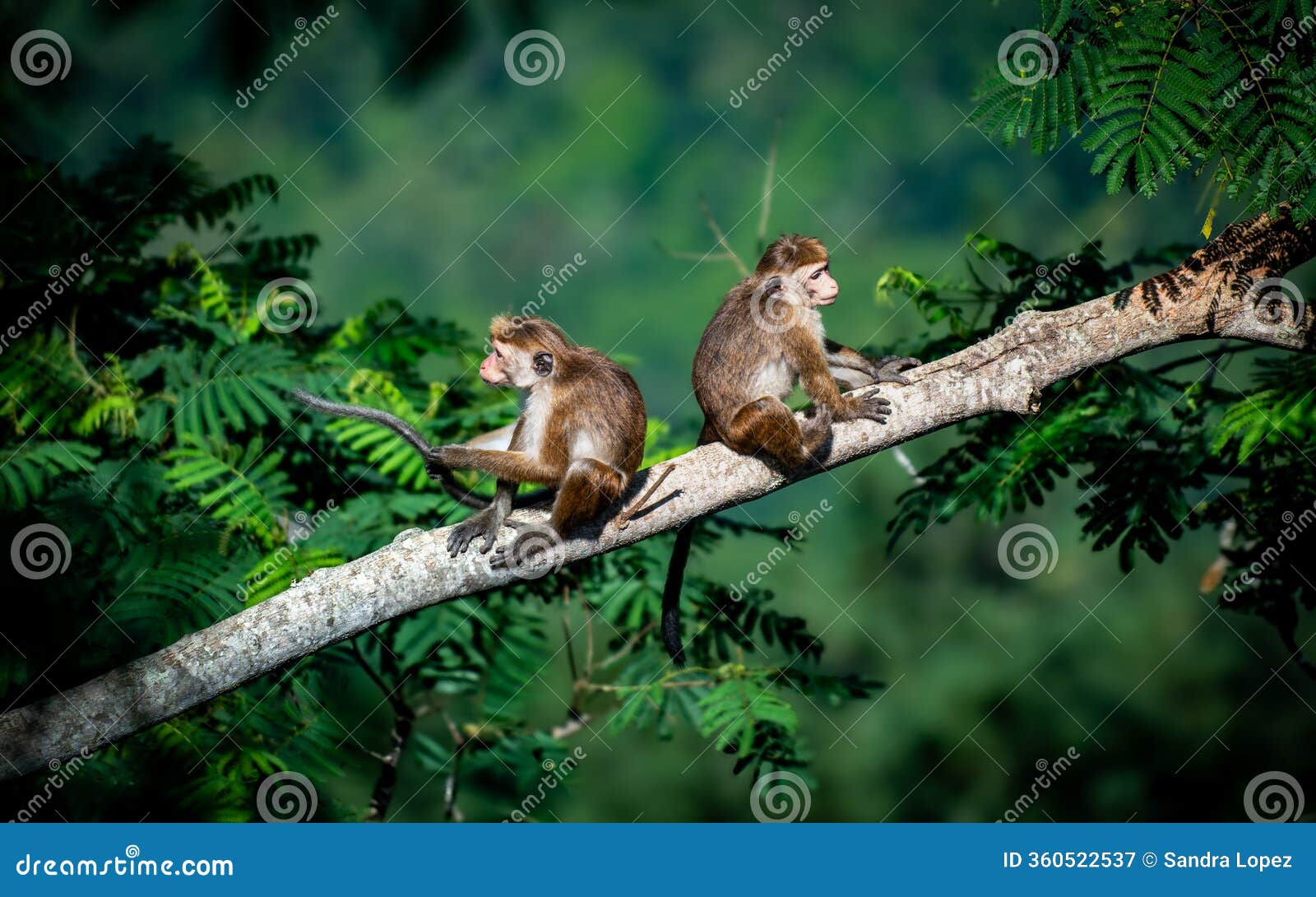 Two Monkeys Turning Their Backs Stock Image - Image of wildlife, connection: 360522537