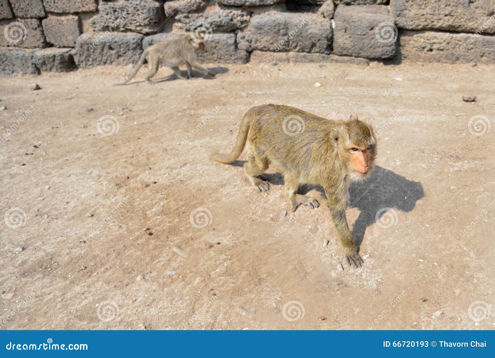 Two monkeys are walking stock image. Image of long, rock - 66720193