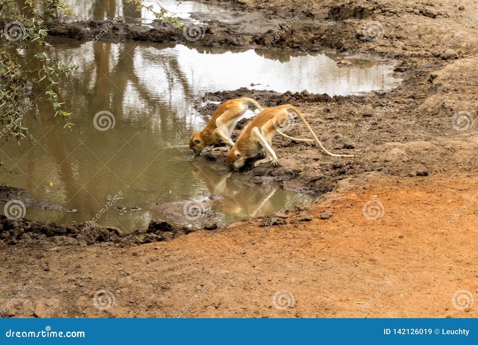 Two monkeys at a waterhole stock image. Image of wildlife - 142126019