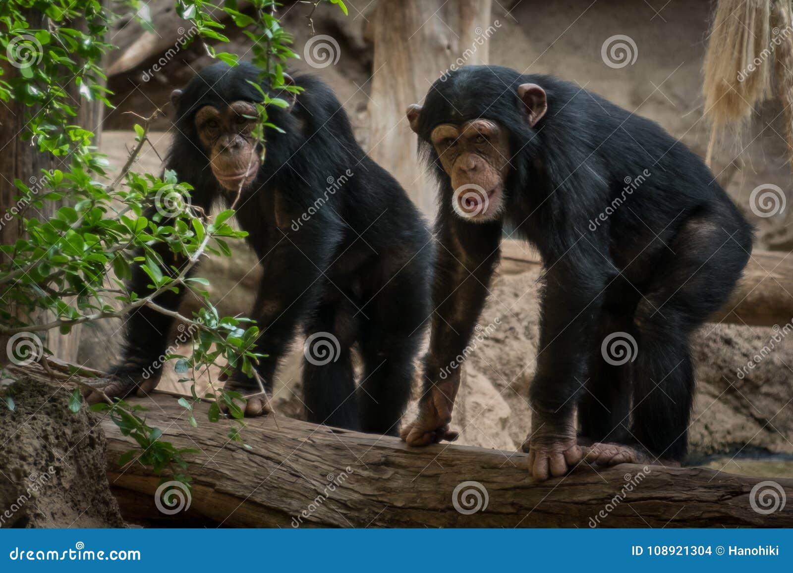 Two Monkeys in Zoo - Two Chimpanse Monkeys Outdoor Stock Photo - Image ...