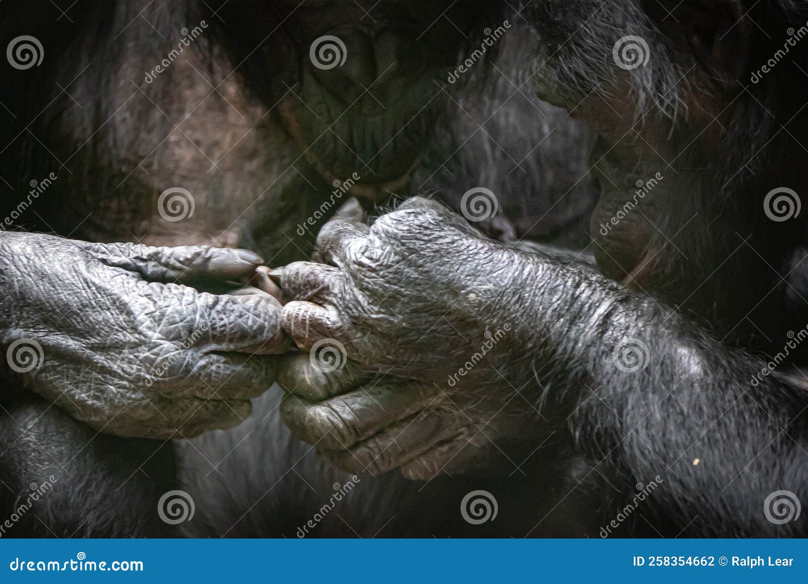 Two monkies holding hands stock photo. Image of holding - 258354662
