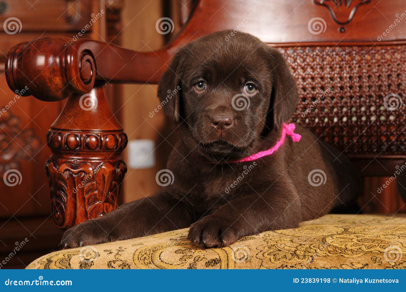 Two Month Old Labrador Puppy Portrait Stock Photo - Image of interior ...