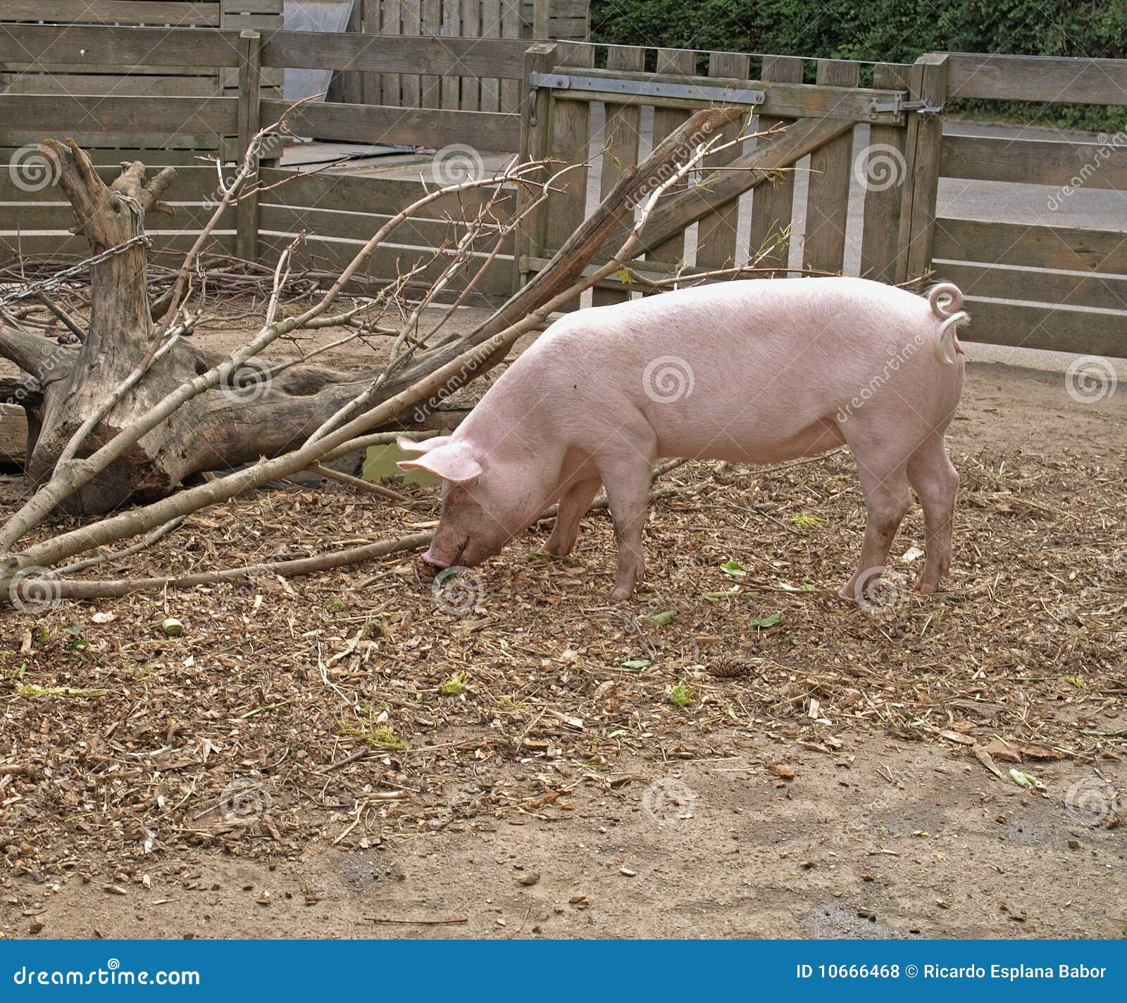 Two month old piglet stock photo. Image of piglet, land - 10666468