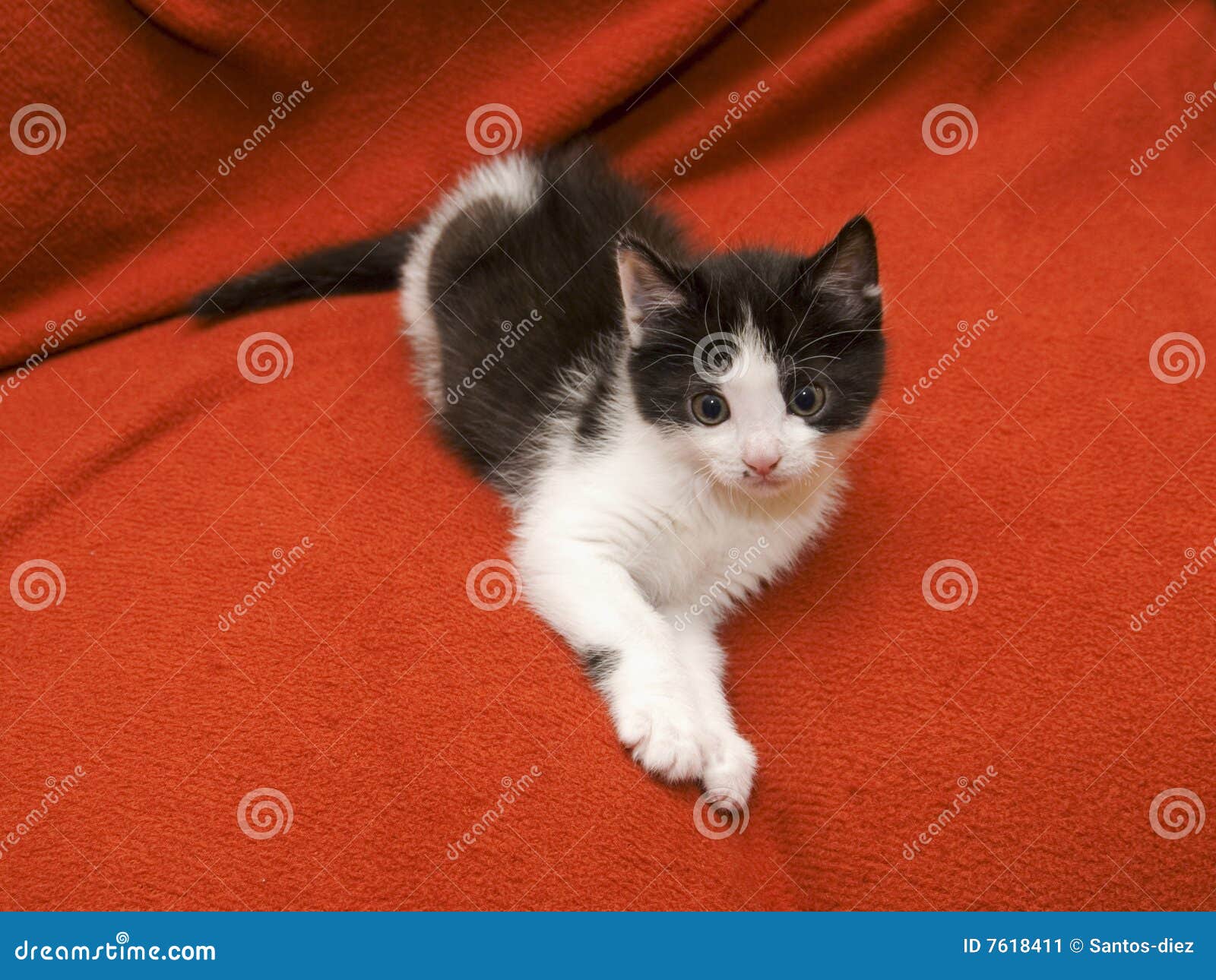 Two months cat stock image. Image of kitten, fuzzy, feline - 7618411