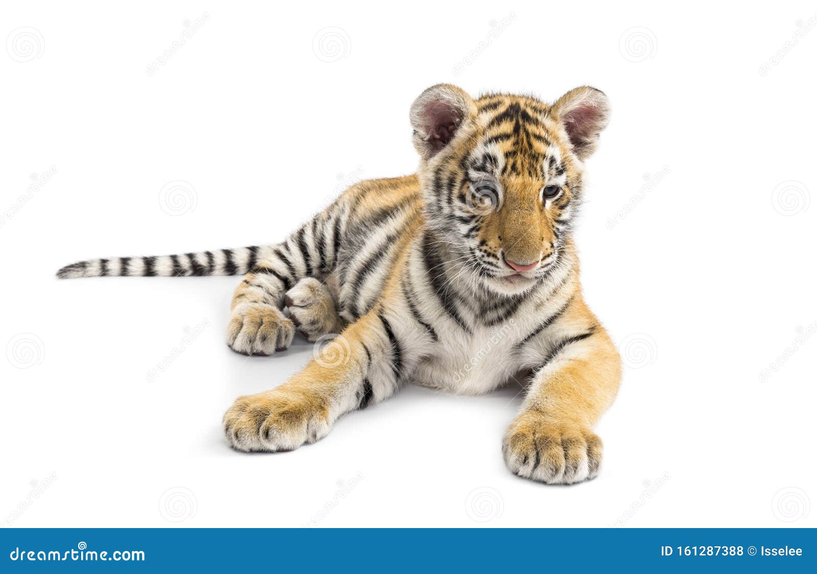 Two Months Old Tiger Cub Sitting Against White Background Stock Photo ...