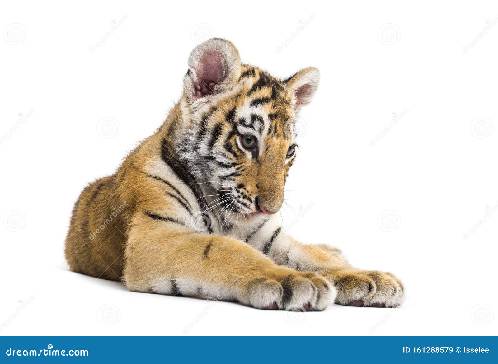 Two Months Old Tiger Cub Lying Against White Background Stock Image ...