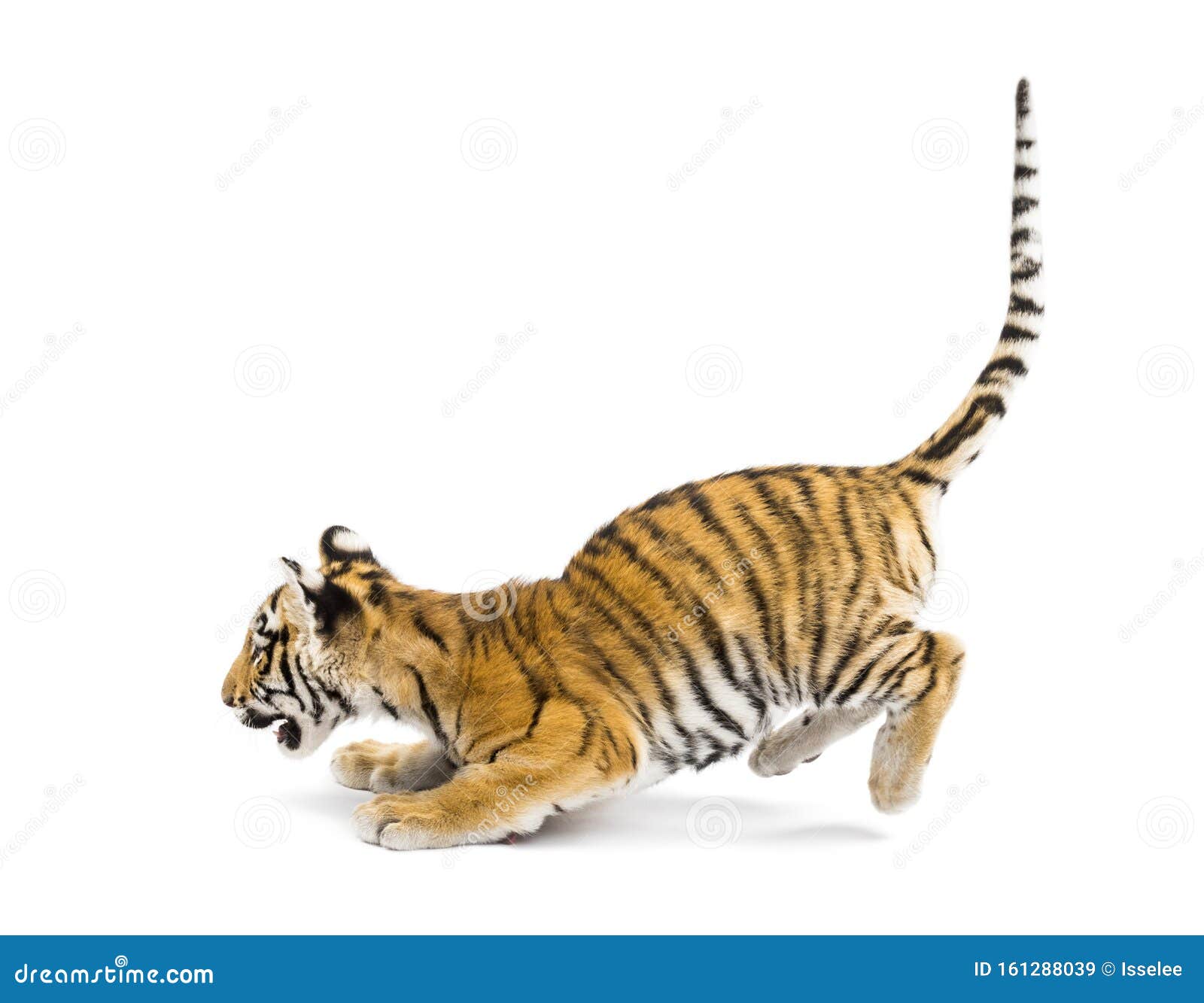 White Tiger Pouncing