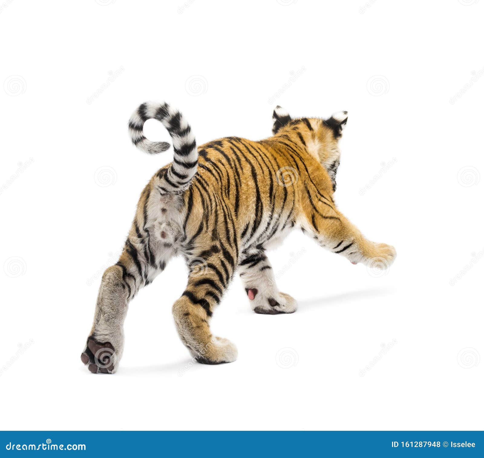 Two Months Old Tiger Cub Walking Against White Background Stock Photo ...