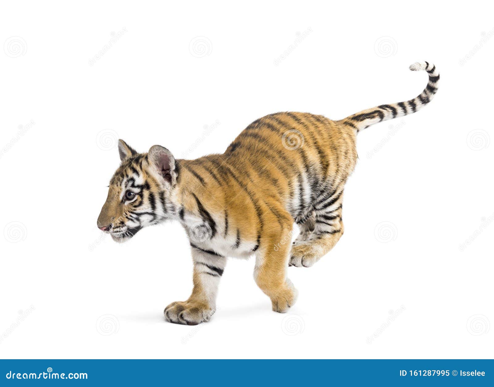 Two Months Old Tiger Cub Walking Against White Background Stock Image ...