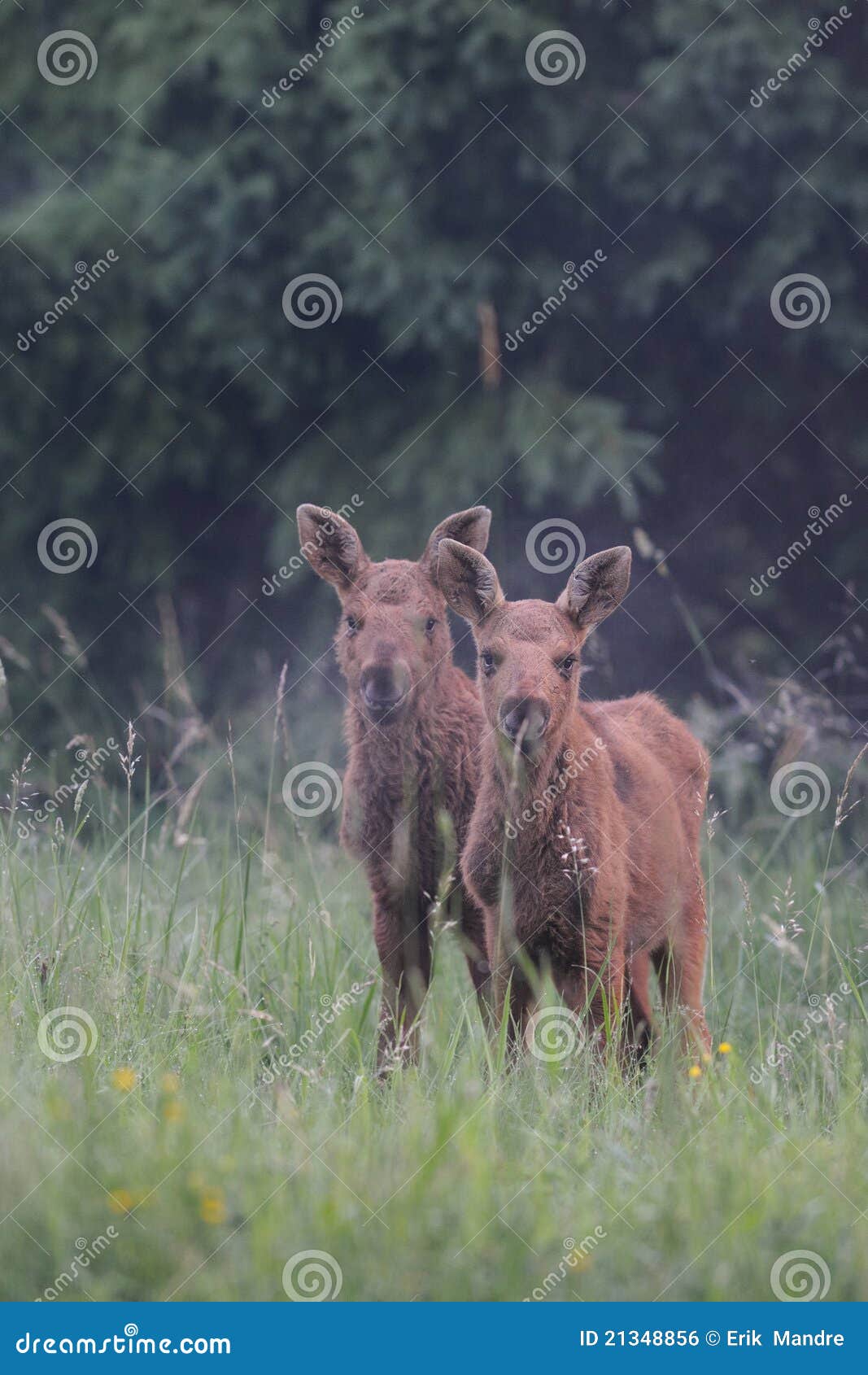 Two moose calf stock photo. Image of light, fauna, early - 21348856