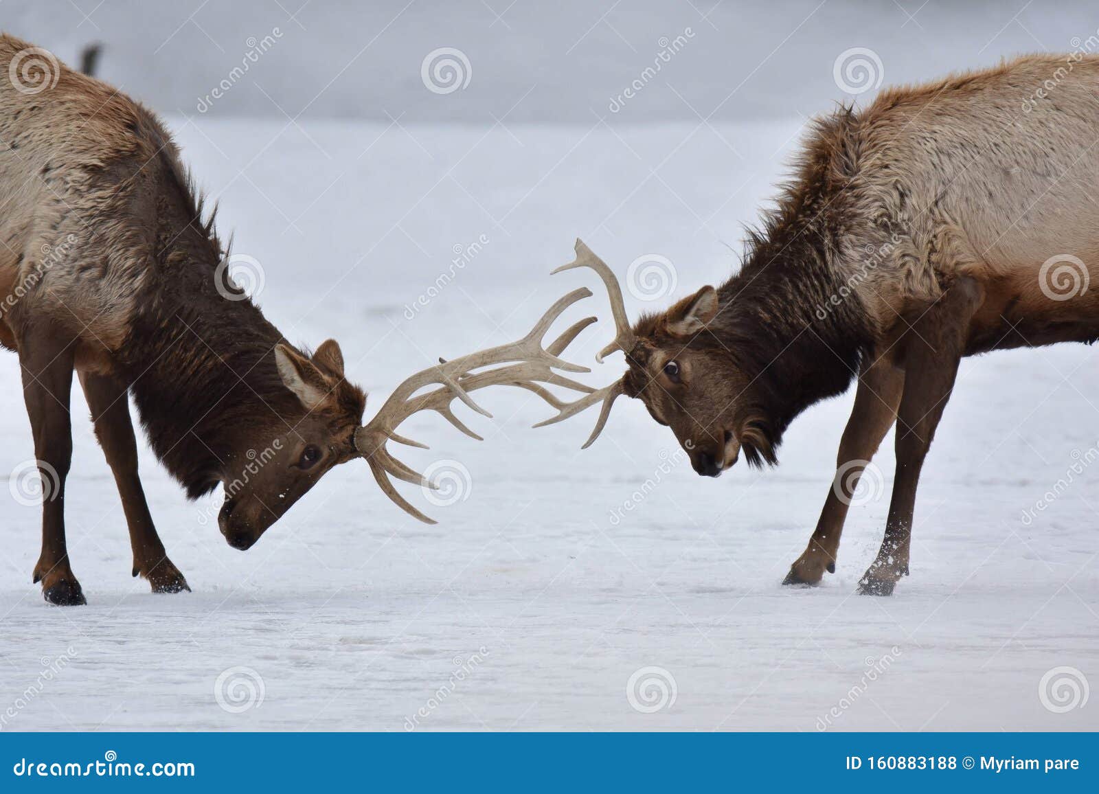Two moose fighting stock photo. Image of moose, nature - 160883188