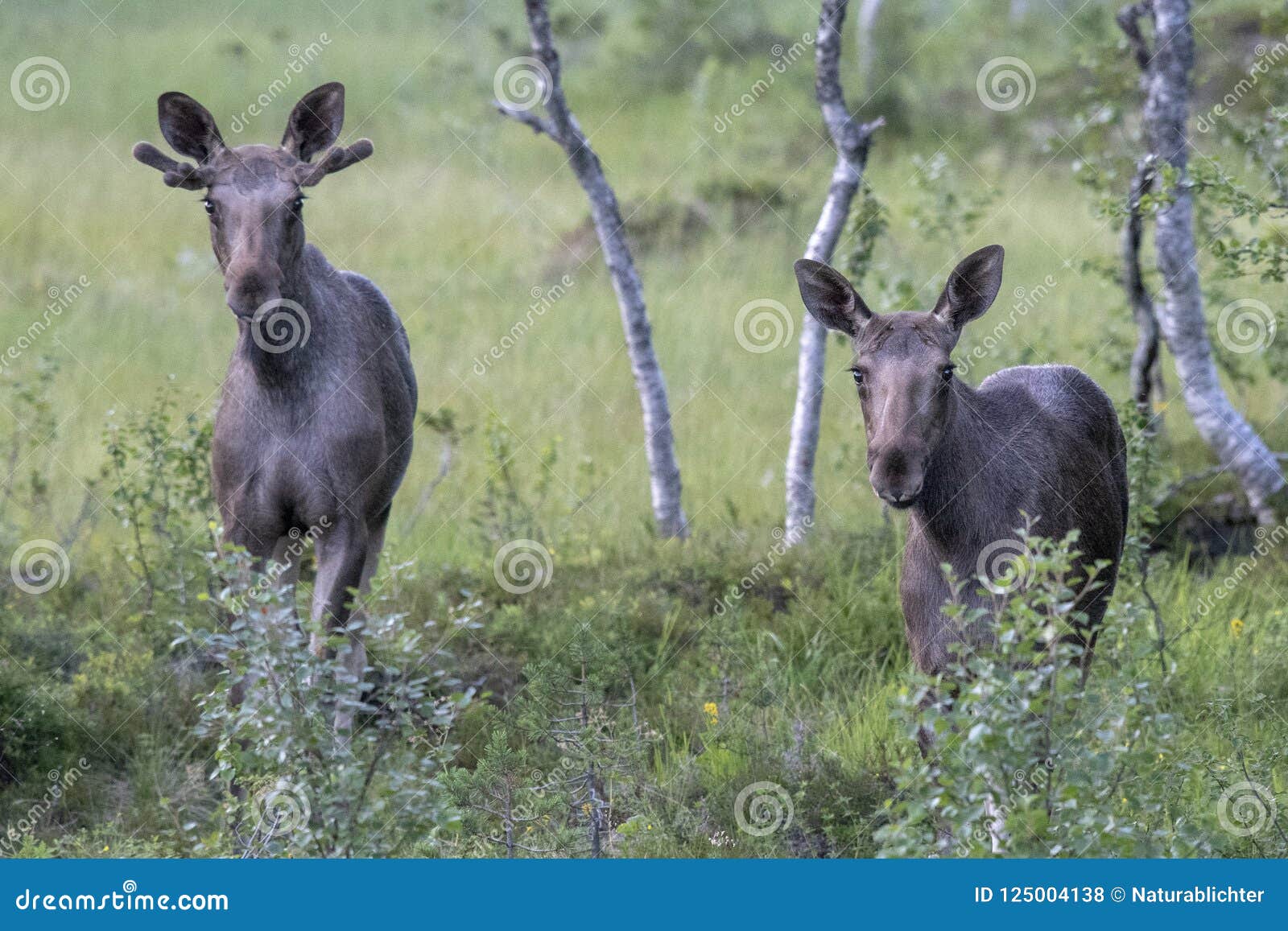 Two Moose in a Forest stock photo. Image of moose, outdoors - 125004138