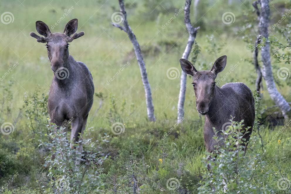 Two Moose in a Forest stock photo. Image of moose, outdoors - 125004138