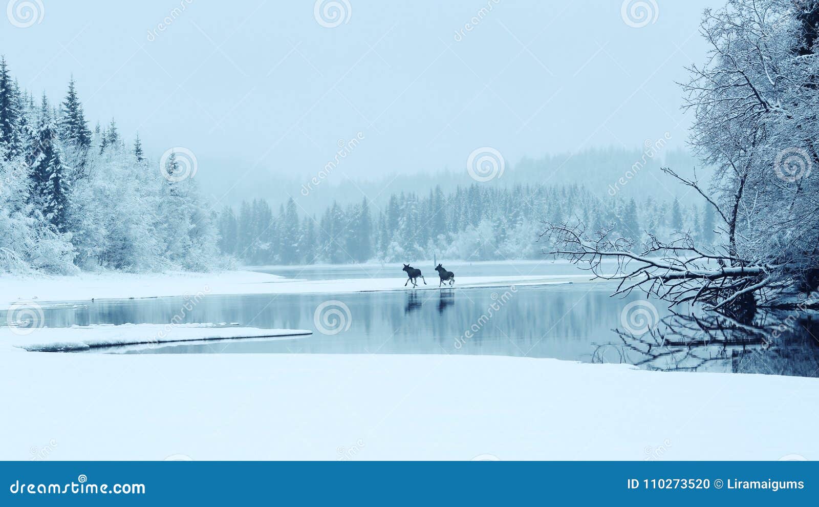 Two moose on the lake stock photo. Image of animals - 110273520