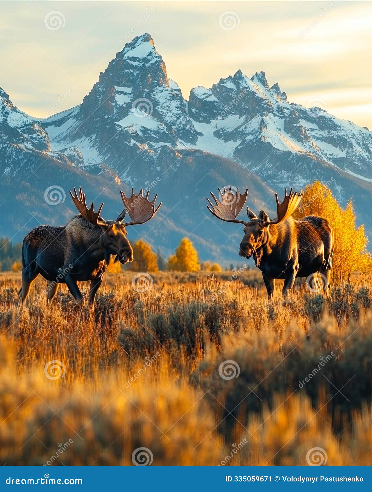 Two Moose Standing in a Field with Mountains in the Background Stock ...