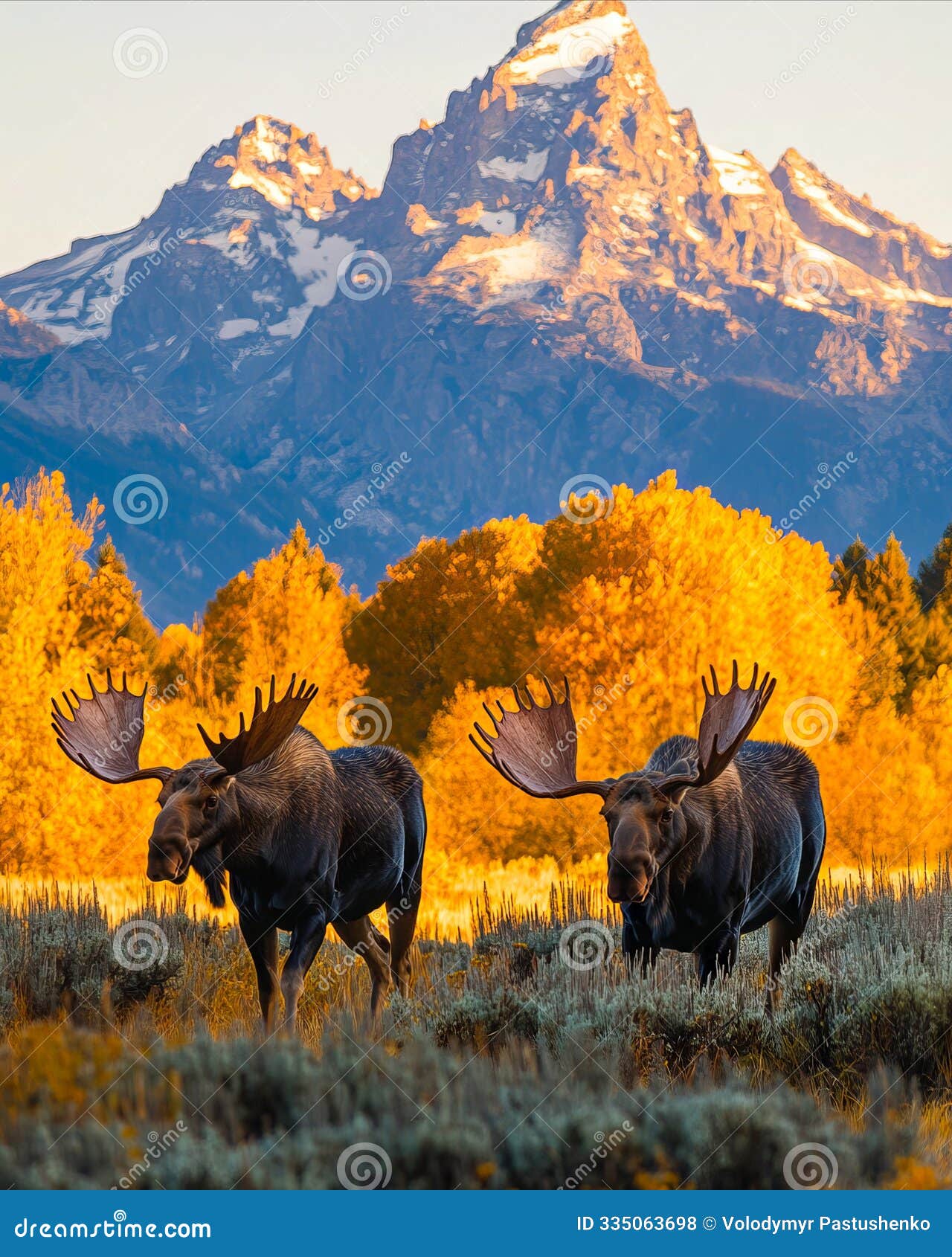 Two Moose Standing in a Field with Mountains in the Background Stock ...