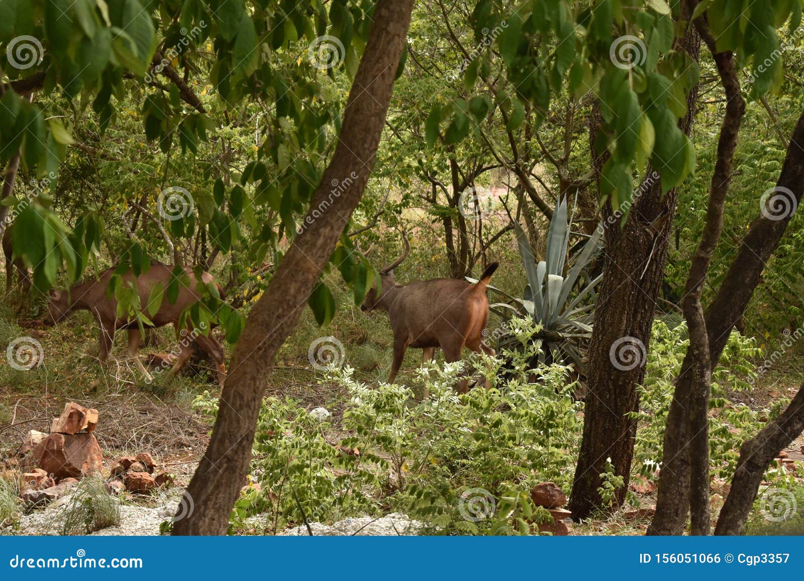 Two Moose are Walking Towards Trees in the Forest Stock Photo - Image ...