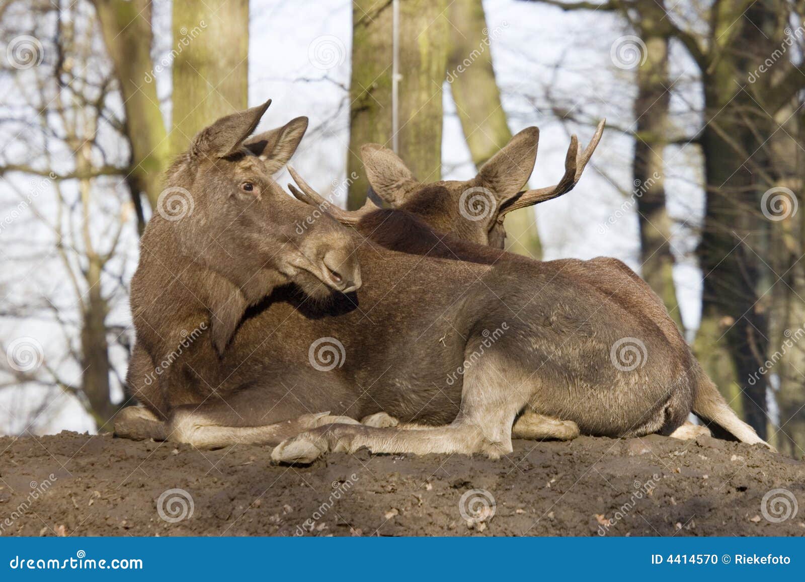 Two mooses resting stock photo. Image of looking, forest - 4414570