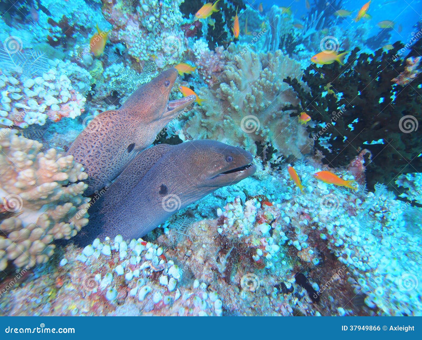 Two Moraies stock photo. Image of thailand, moray, travel - 37949866