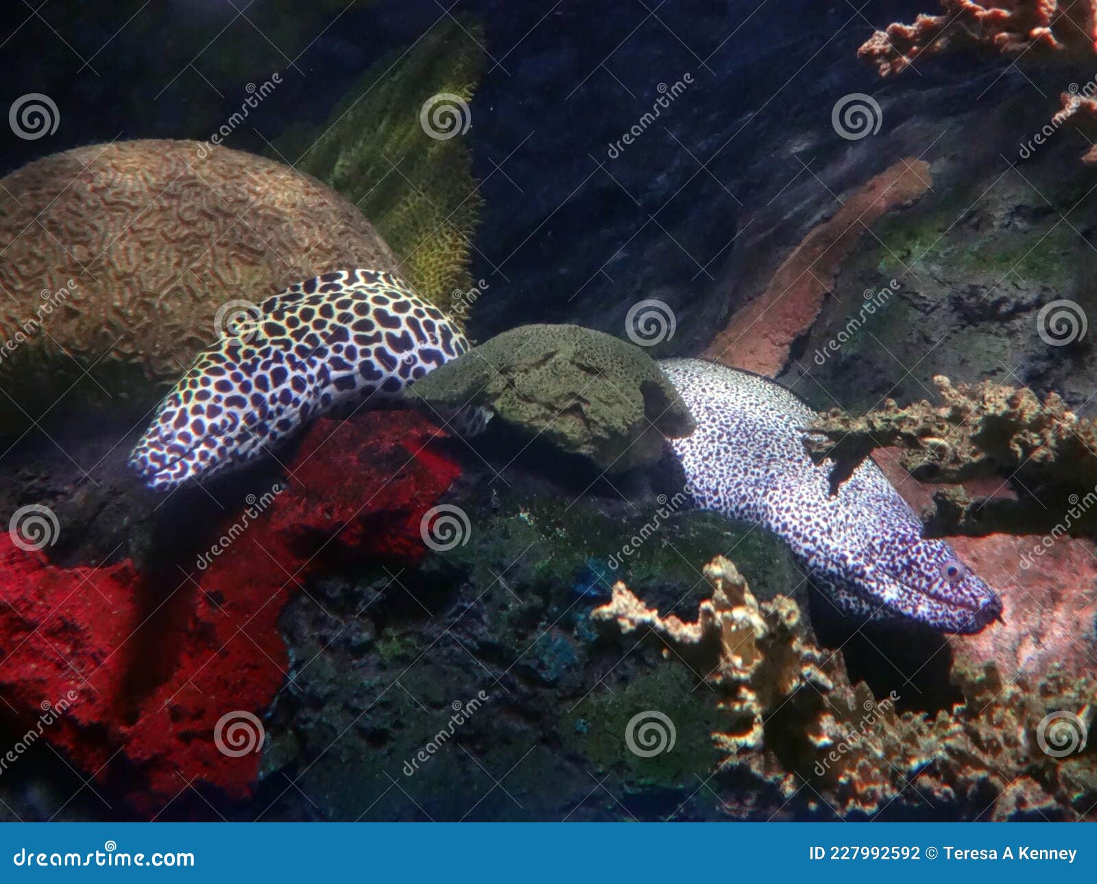 Two Moray Eels in an Enclosure in an Aquarium Stock Photo - Image of ...