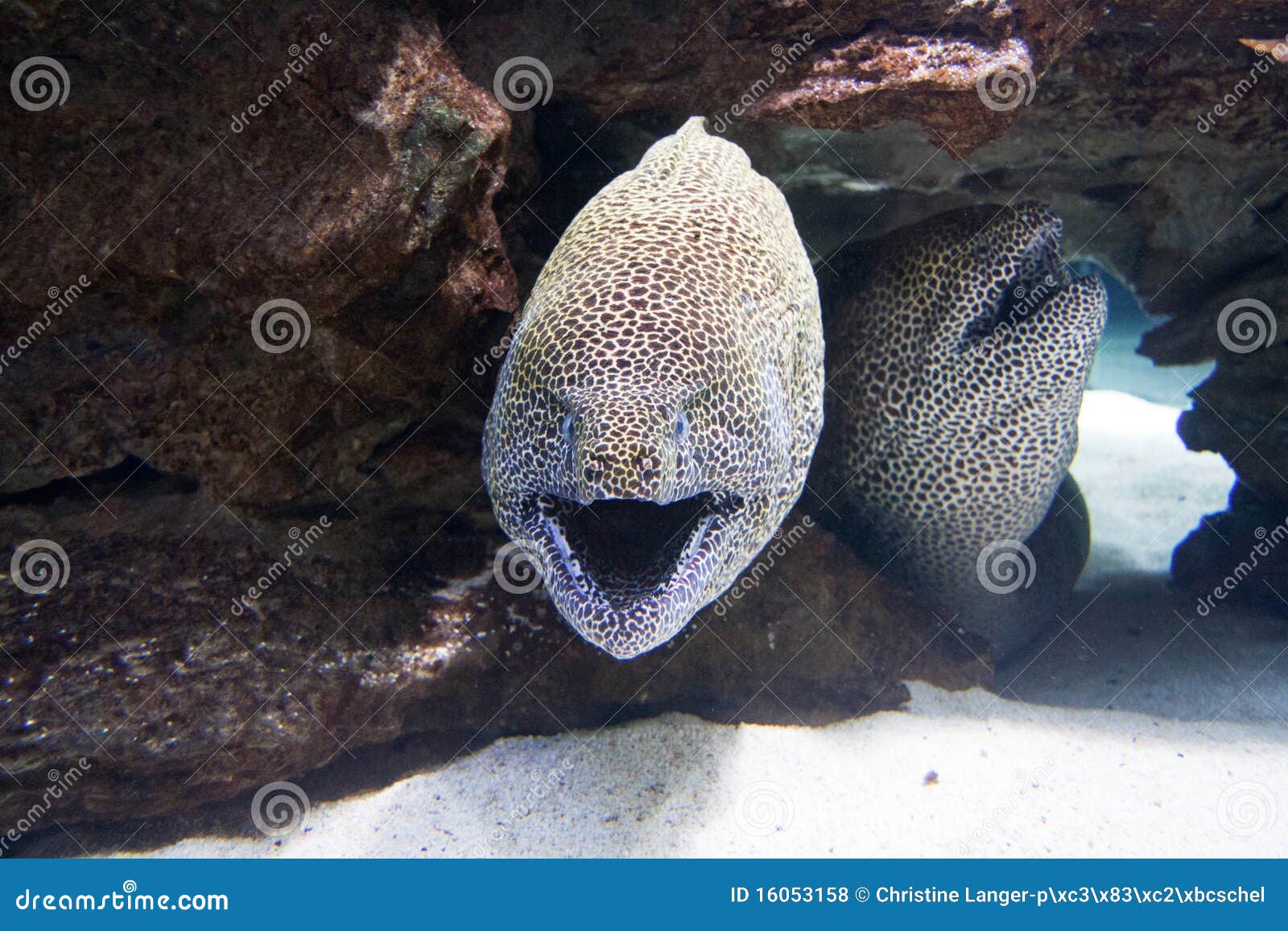 Two moray eels in the sea stock photo. Image of fish - 16053158