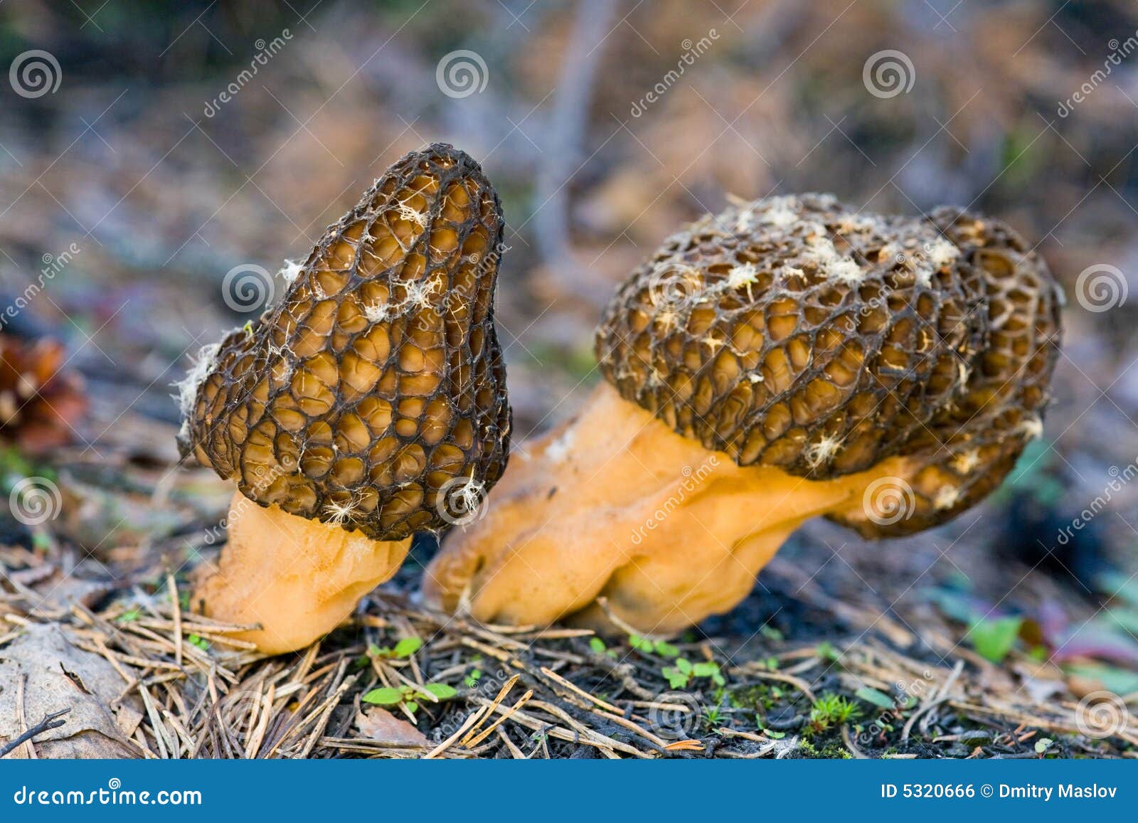 Two morels stock photo. Image of fungus, woodland, delicacy - 5320666