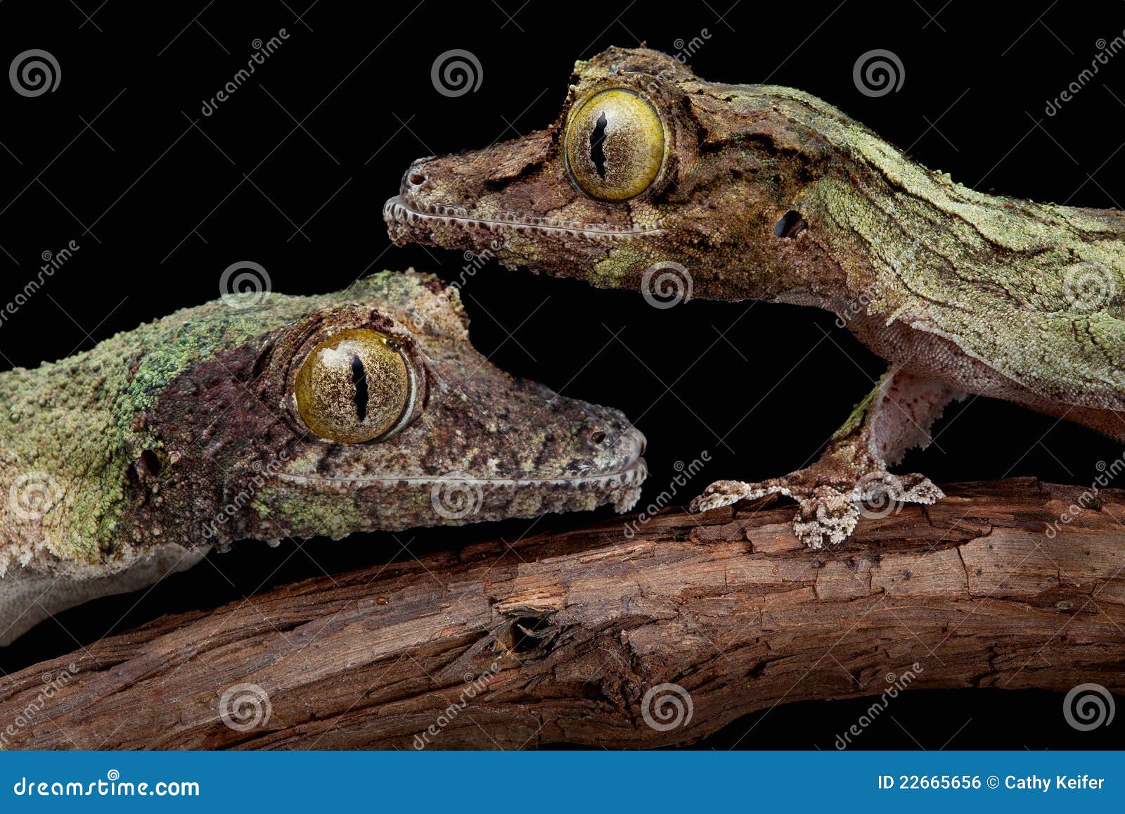 Two mossy geckos stock photo. Image of scales, creature - 22665656